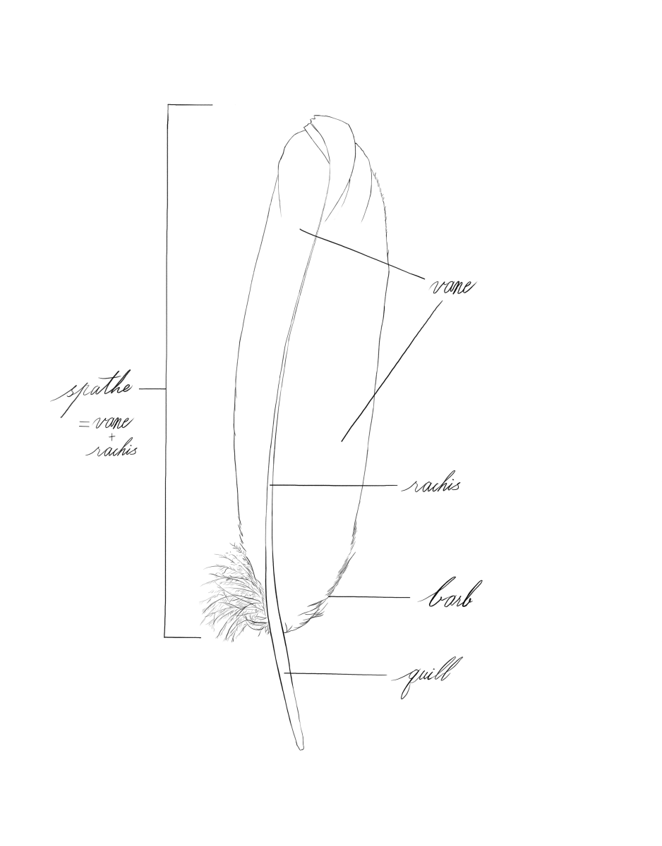 Feather Anatomy – Feather Mosaics